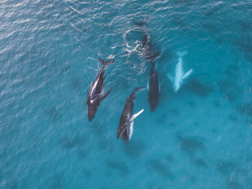 The Leeuwin @ Witchcliffe – @ Witchcliffe